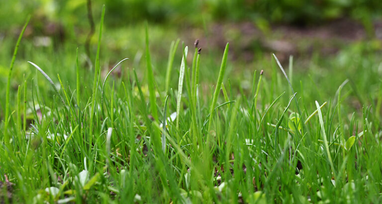 Rasen – zschunke.de