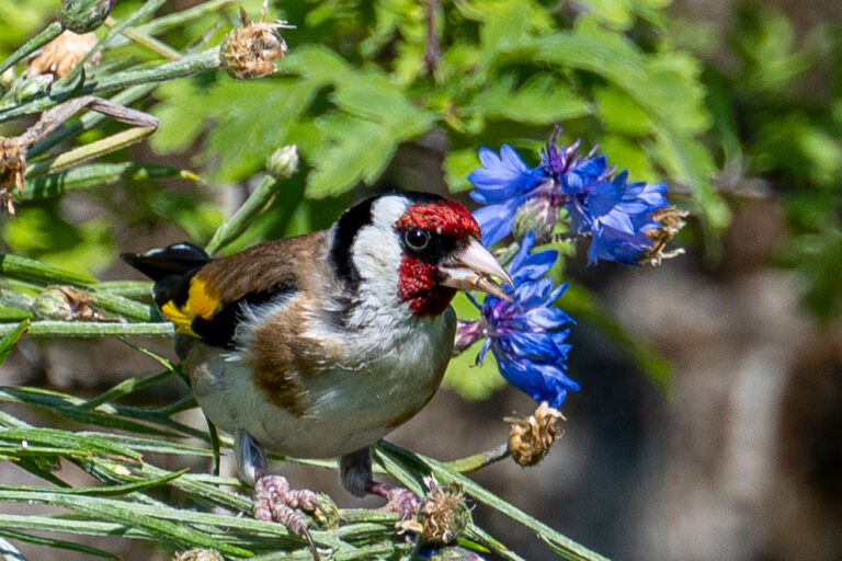 distelfink – zschunke.de